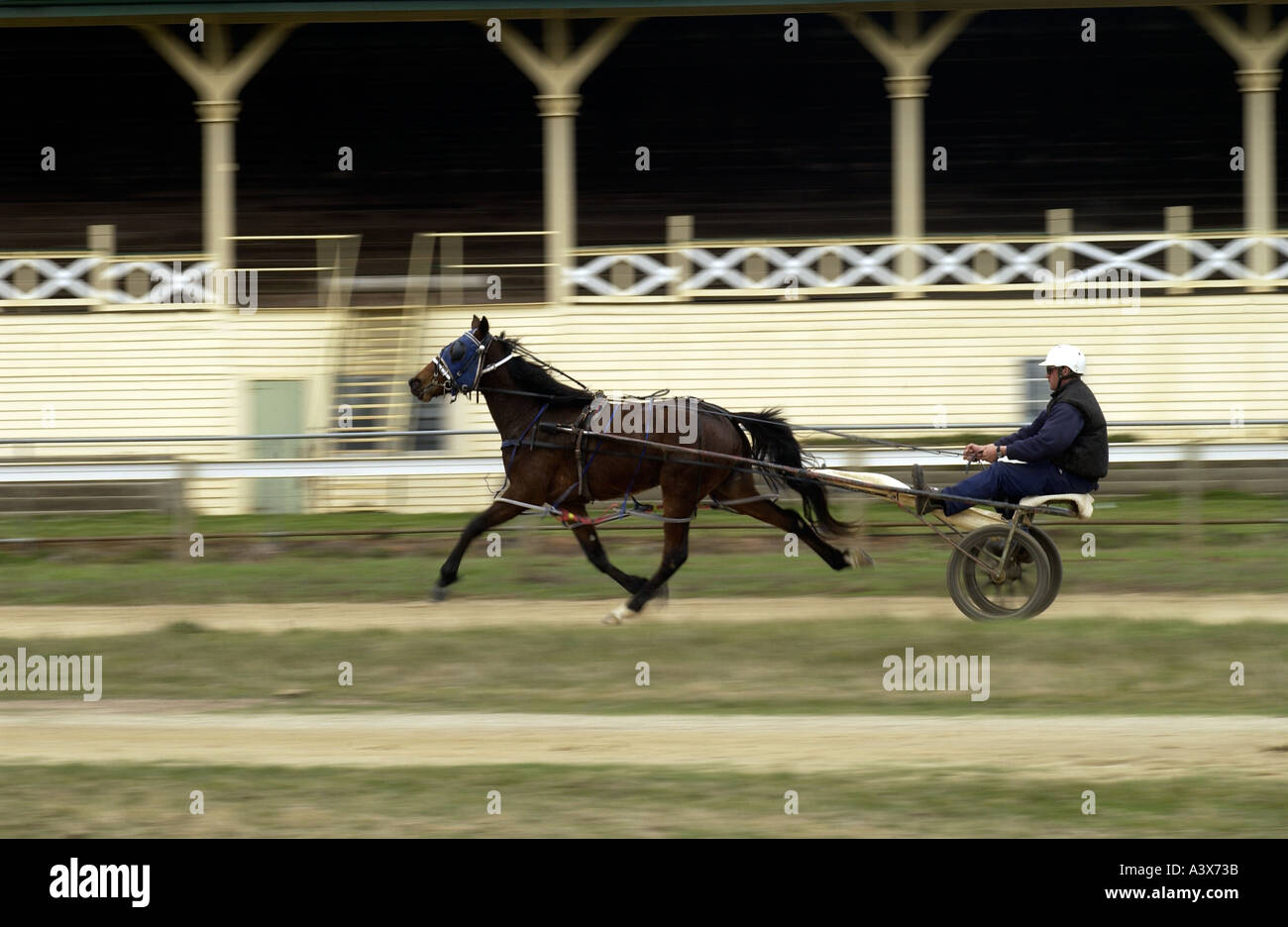 trotting trackwork horses photo by Bruce Miller Stock Photo - Alamy
