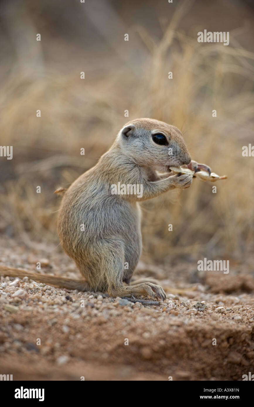 Roundtail Ground Squirrel Young Citellus tereticaudus Arizona Stock ...