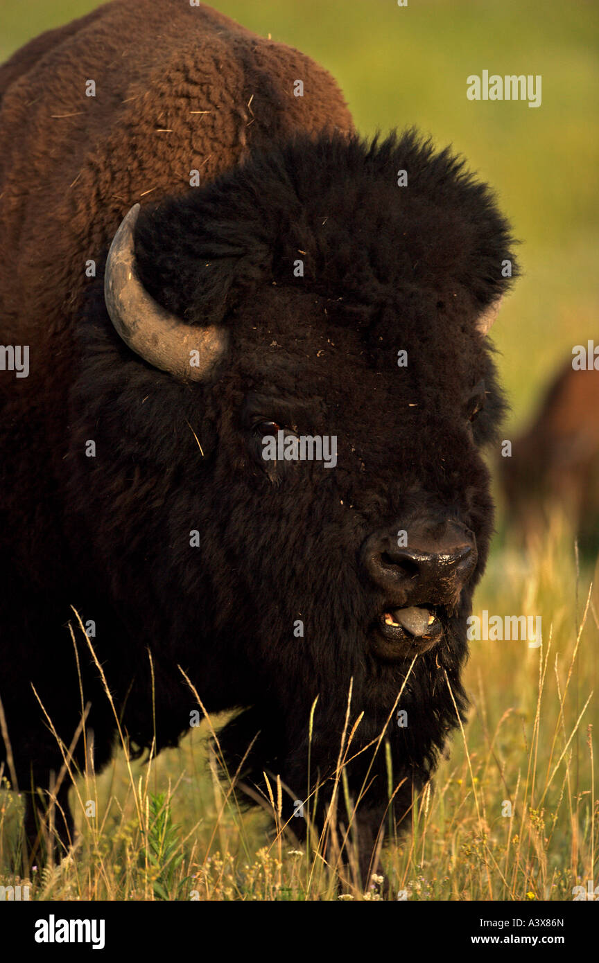 Bison Bison bison Wyoming Male in rut Stock Photo - Alamy