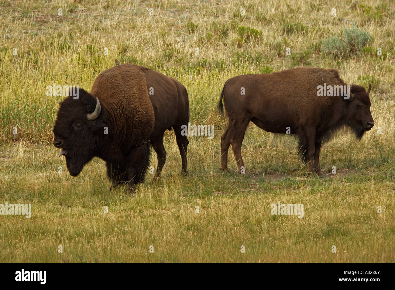 Bison Bison bison Wyoming Male tending female during rut Wyoming Stock ...