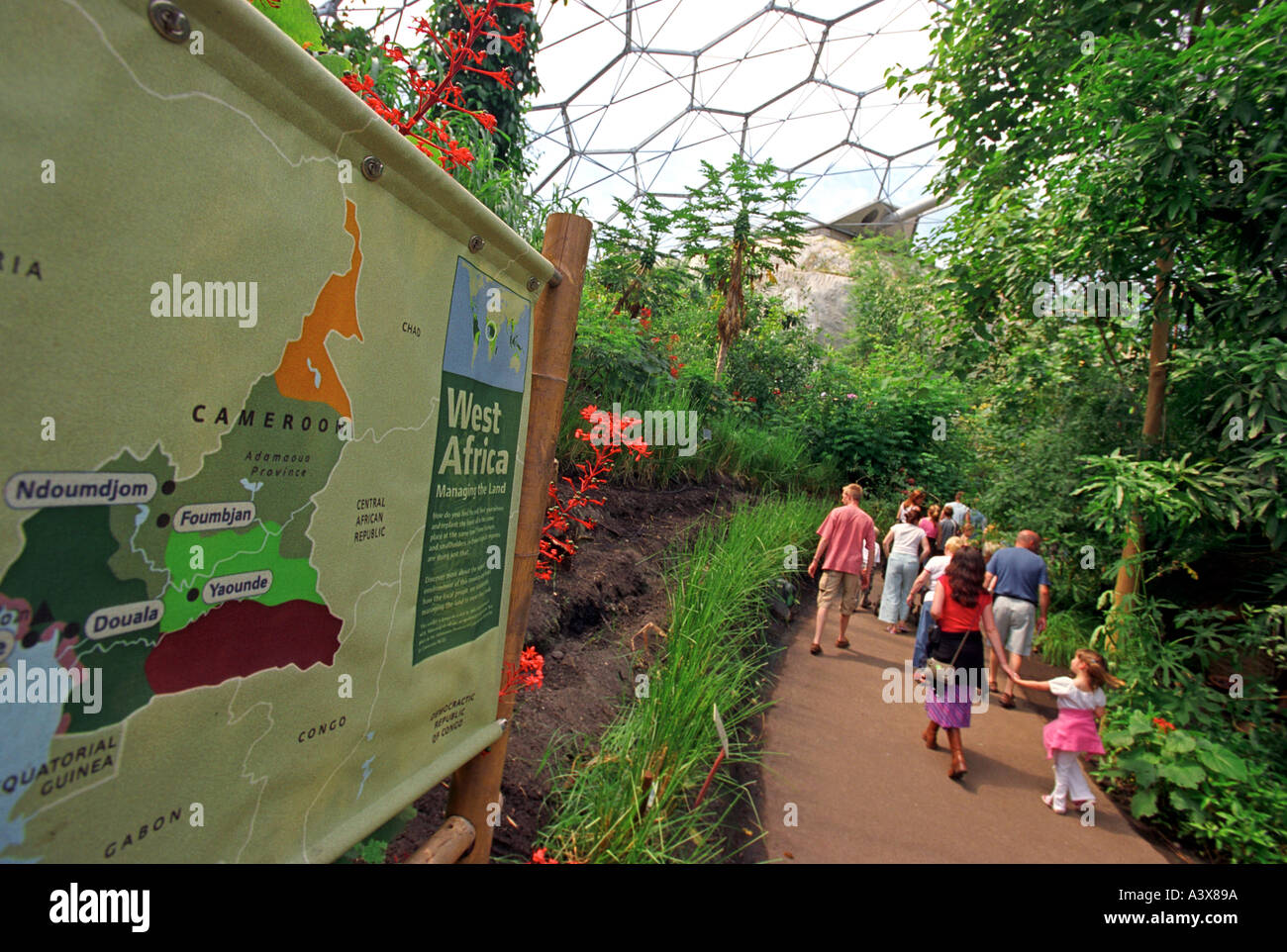 Inside the Tropical biome at The Eden Project in Cornwall Britain UK ...