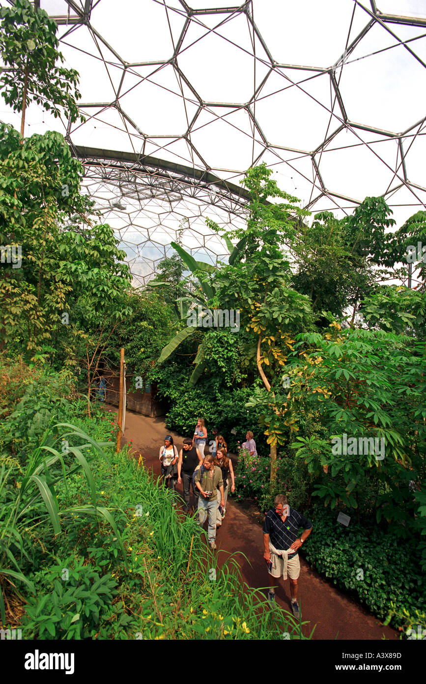 Inside the Tropical biome at The Eden Project in Cornwall Britain UK ...