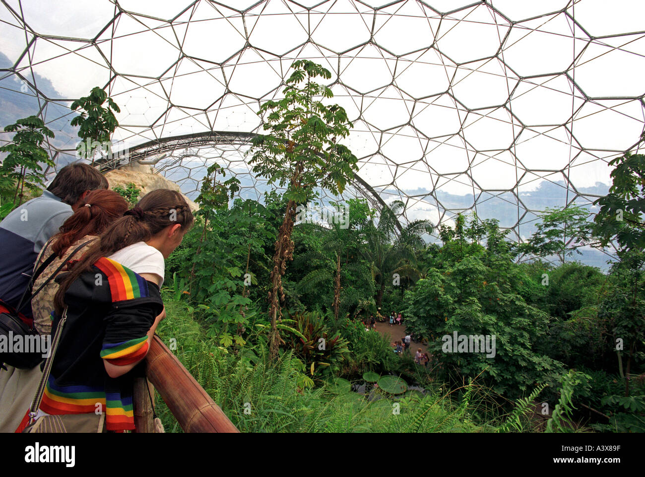 Inside the Tropical biome at The Eden Project in Cornwall Britain UK ...