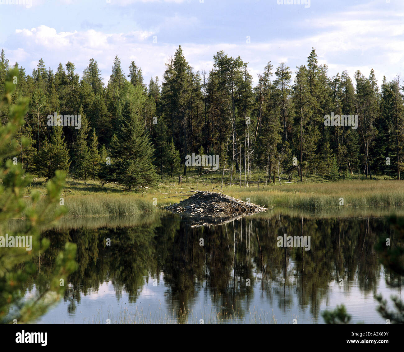 Beaver castle hi-res stock photography and images - Alamy