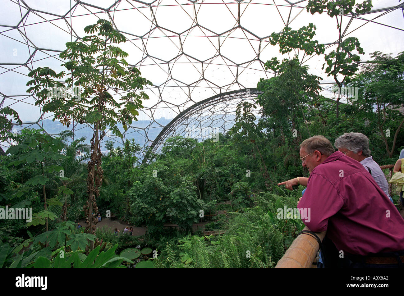 Inside the Tropical biome at The Eden Project in Cornwall Britain UK ...