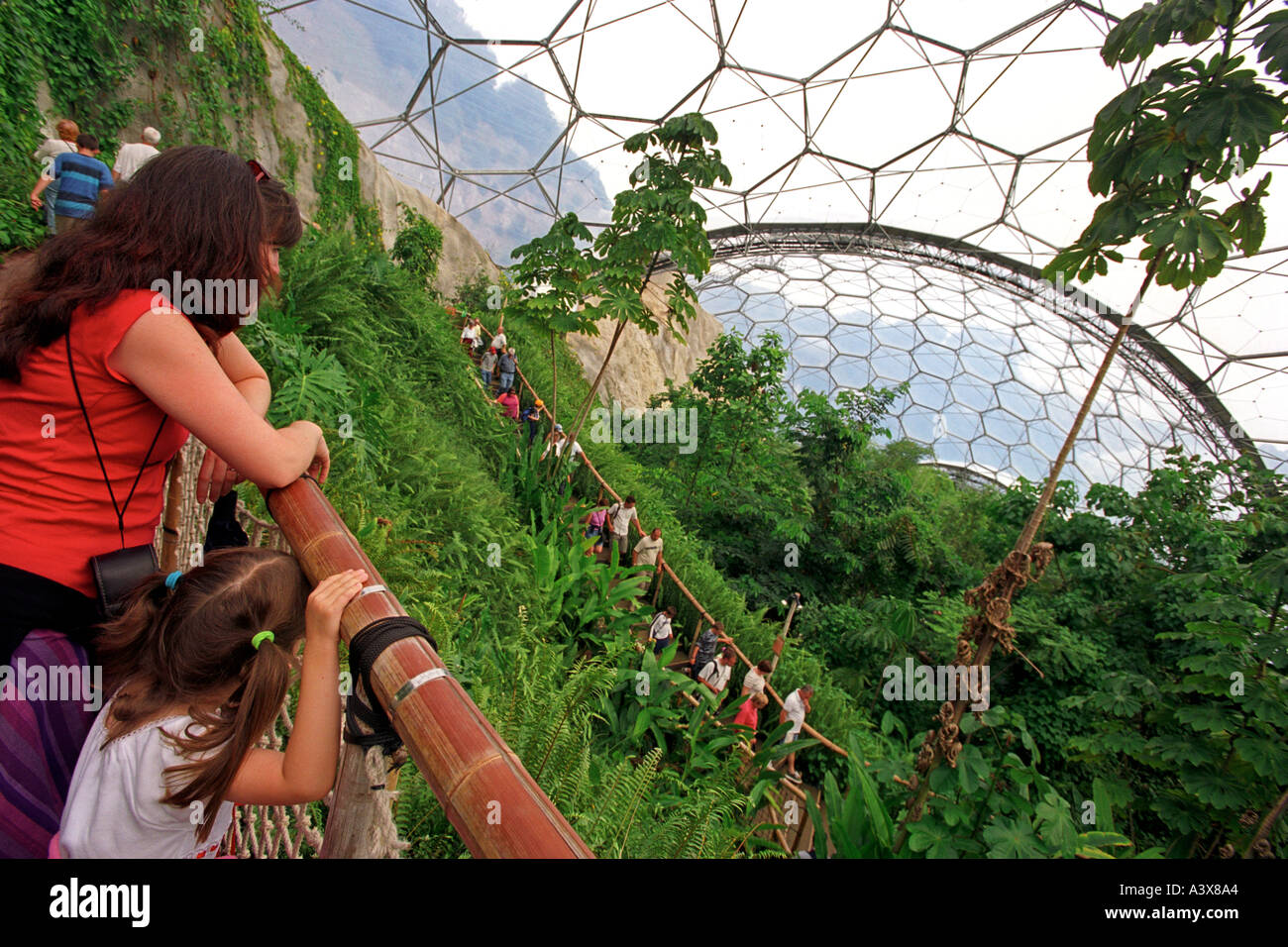 Inside the Tropical biome at The Eden Project in Cornwall Britain UK ...