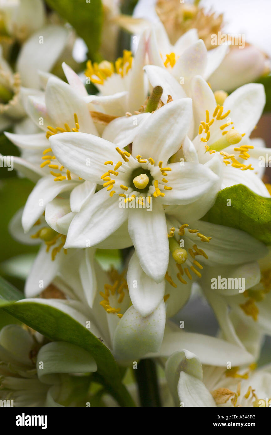 Citrus x limon green hi-res stock photography and images - Alamy