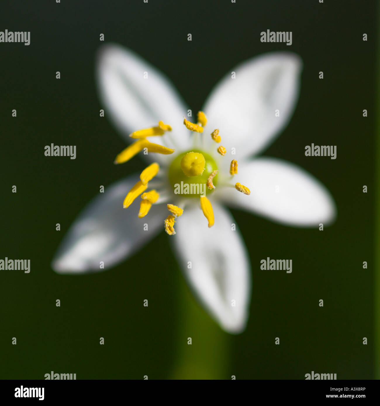 Citrus hystrix kaffir lime flower hi-res stock photography and images ...