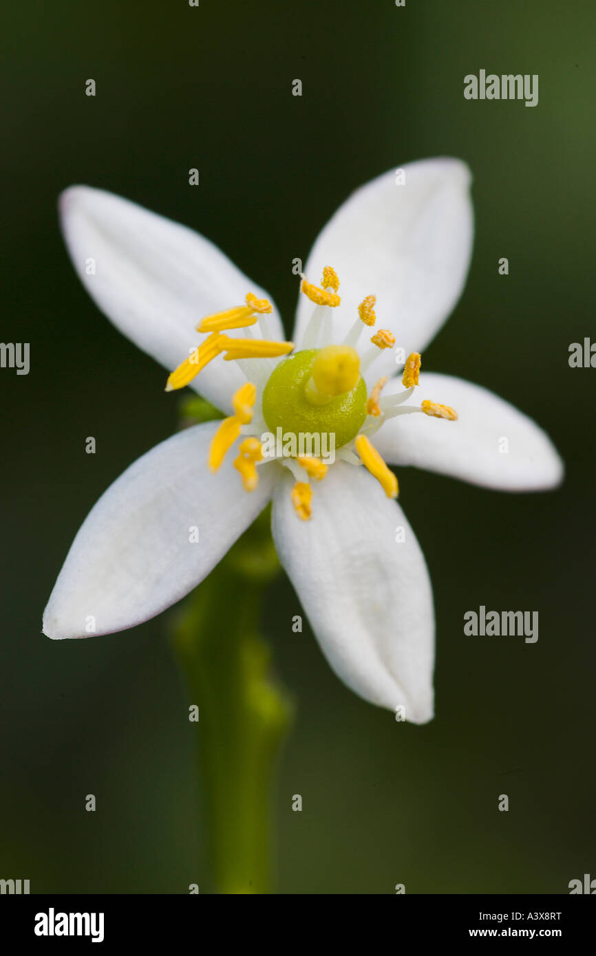 Citrus hystrix Kaffir Lime flower Stock Photo - Alamy