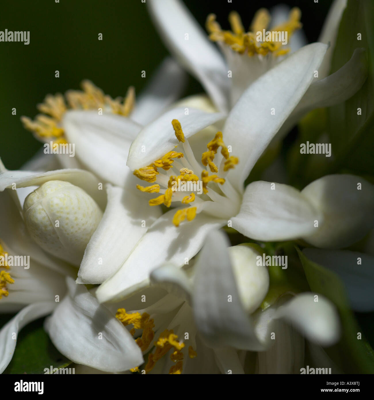 Citrus limettioides hi-res stock photography and images - Alamy