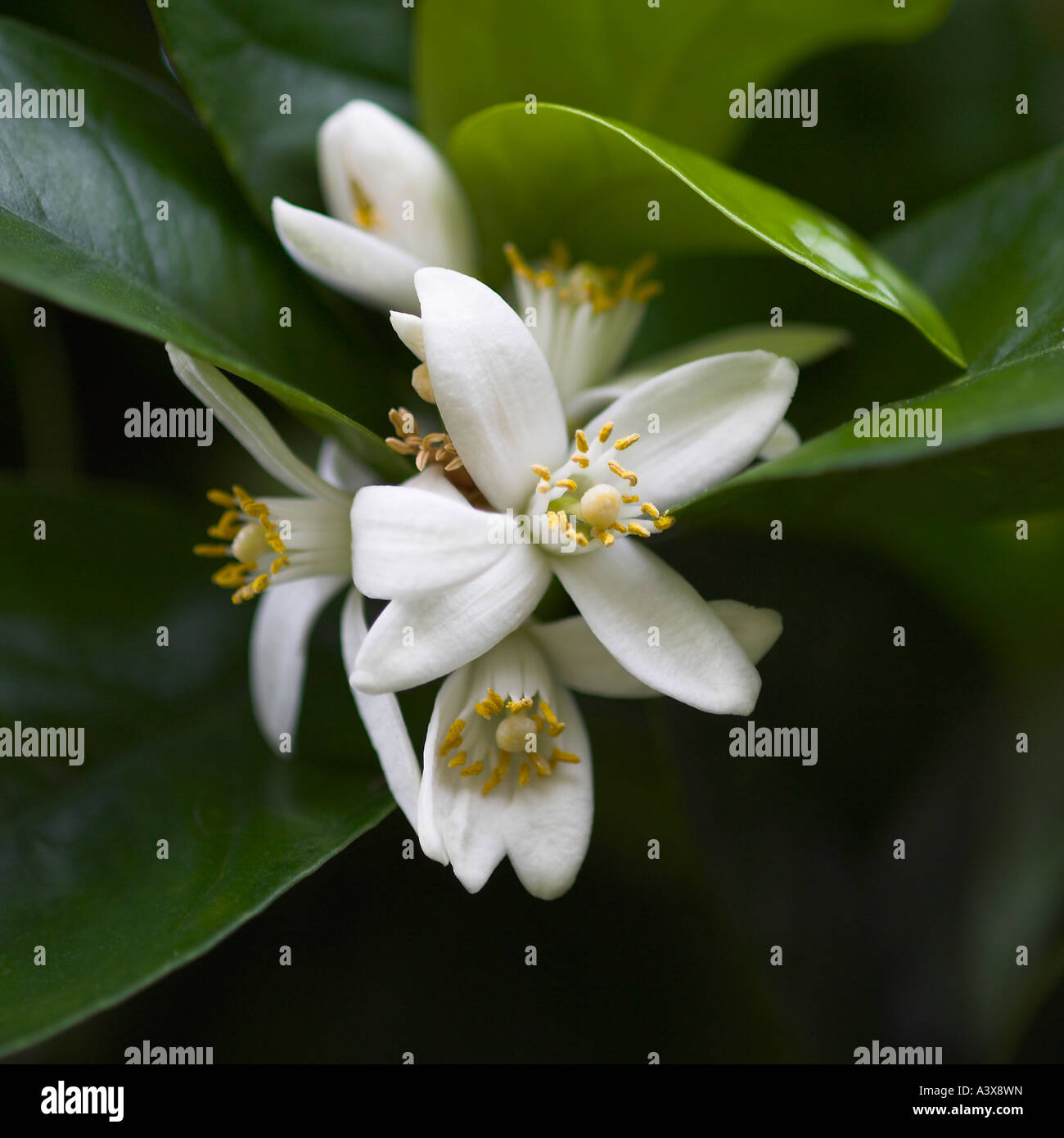 Citrus sinensis Sanguinelli blood orange flowers Stock Photo - Alamy
