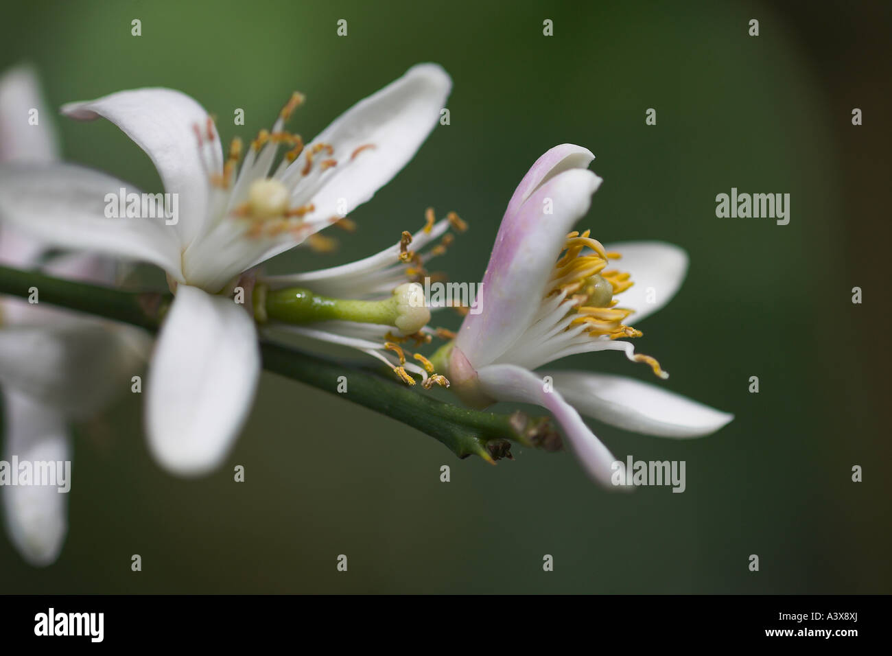 Citrus limon Verna lemon flowers Stock Photo - Alamy