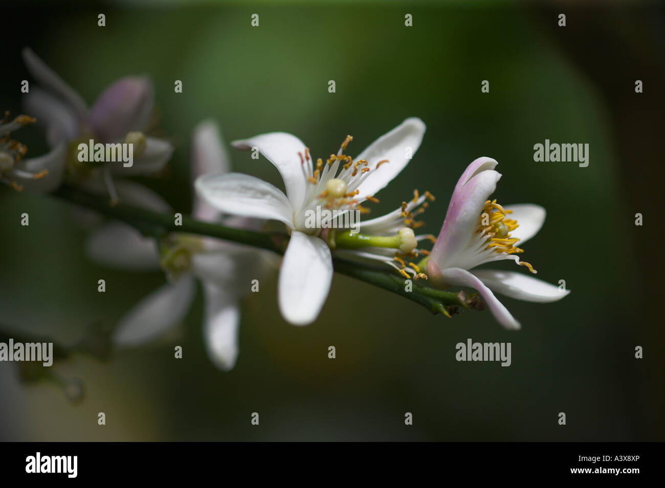 Citrus limon Verna lemon flowers Stock Photo - Alamy