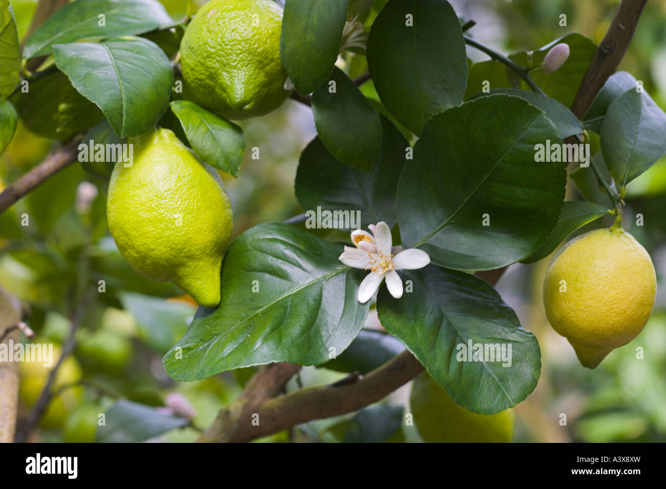 Citrus limon Verna lemon leaves flower fruit Stock Photo - Alamy