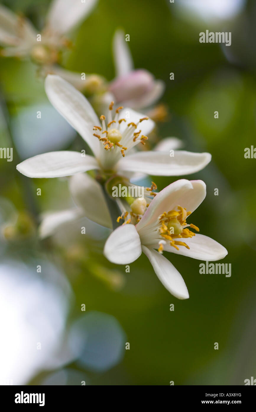 Citrus limon Verna lemon flowers Stock Photo - Alamy