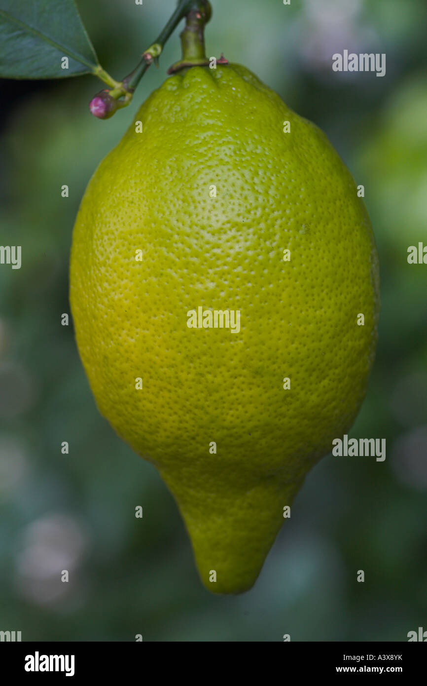 Citrus limon Verna lemon fruit Stock Photo - Alamy