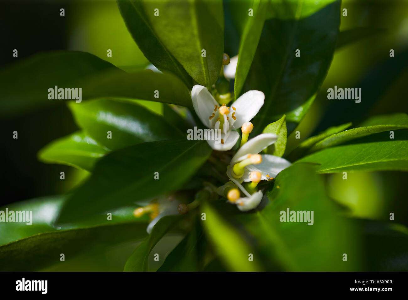 Citrus fruit mandarin nova hi-res stock photography and images - Alamy