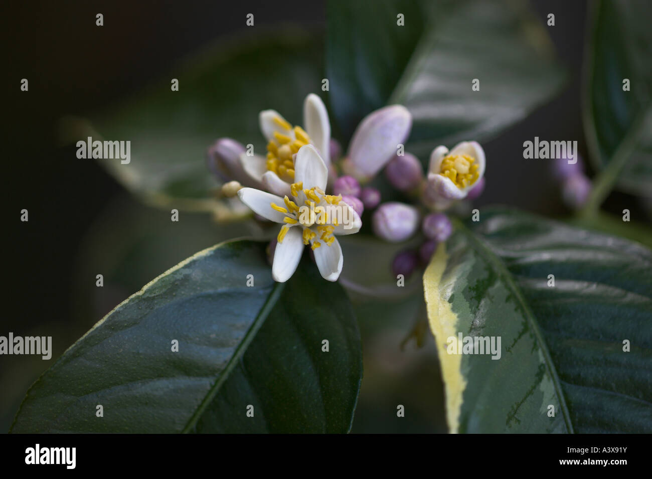Variegated citrus fruit hi-res stock photography and images - Alamy