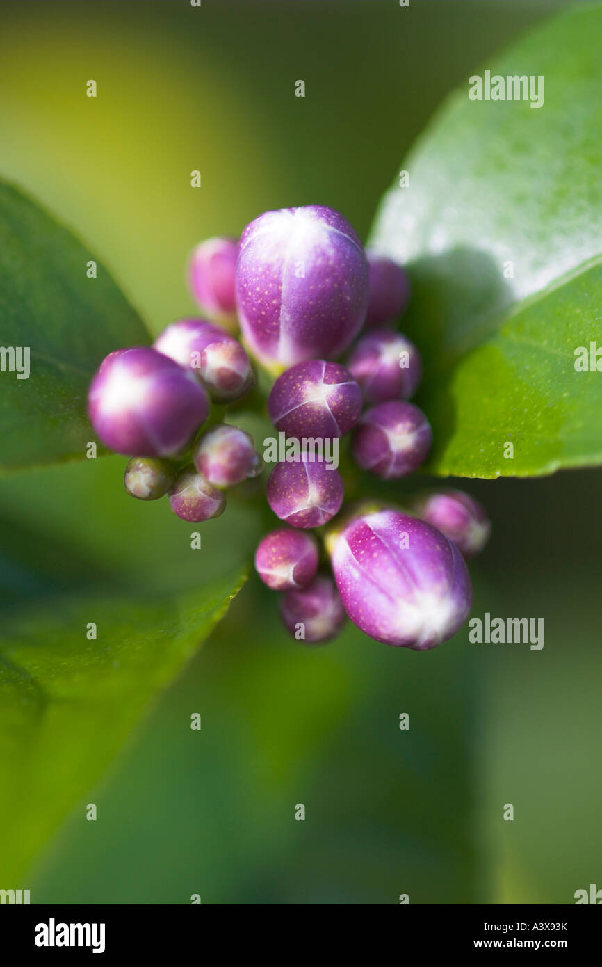Citrus limon Meyers lemon flower buds Stock Photo - Alamy