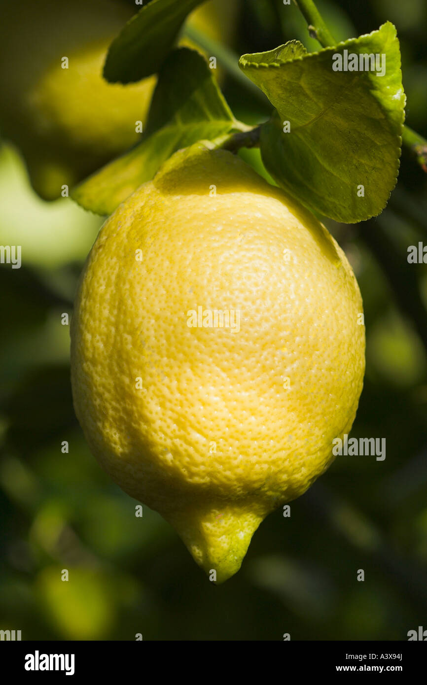 Citrus limon Fino Lemon Fruit on branch Stock Photo - Alamy