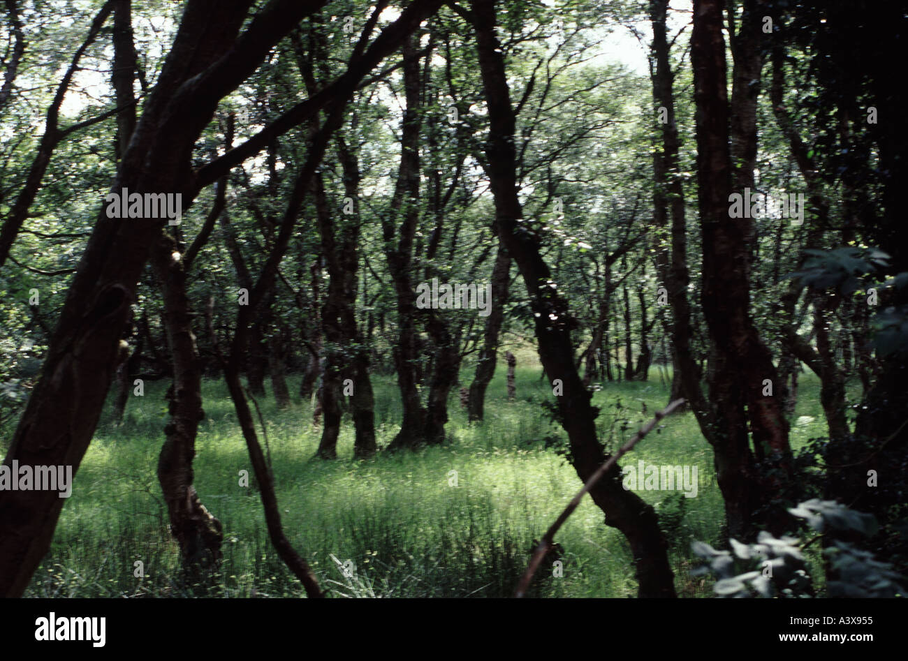 Gelt Woods High Resolution Stock Photography and Images - Alamy