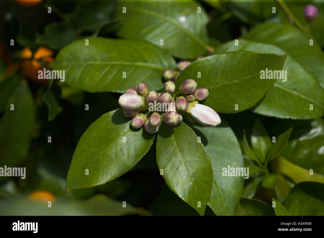 Yellow etrog citron fruit hi-res stock photography and images - Alamy