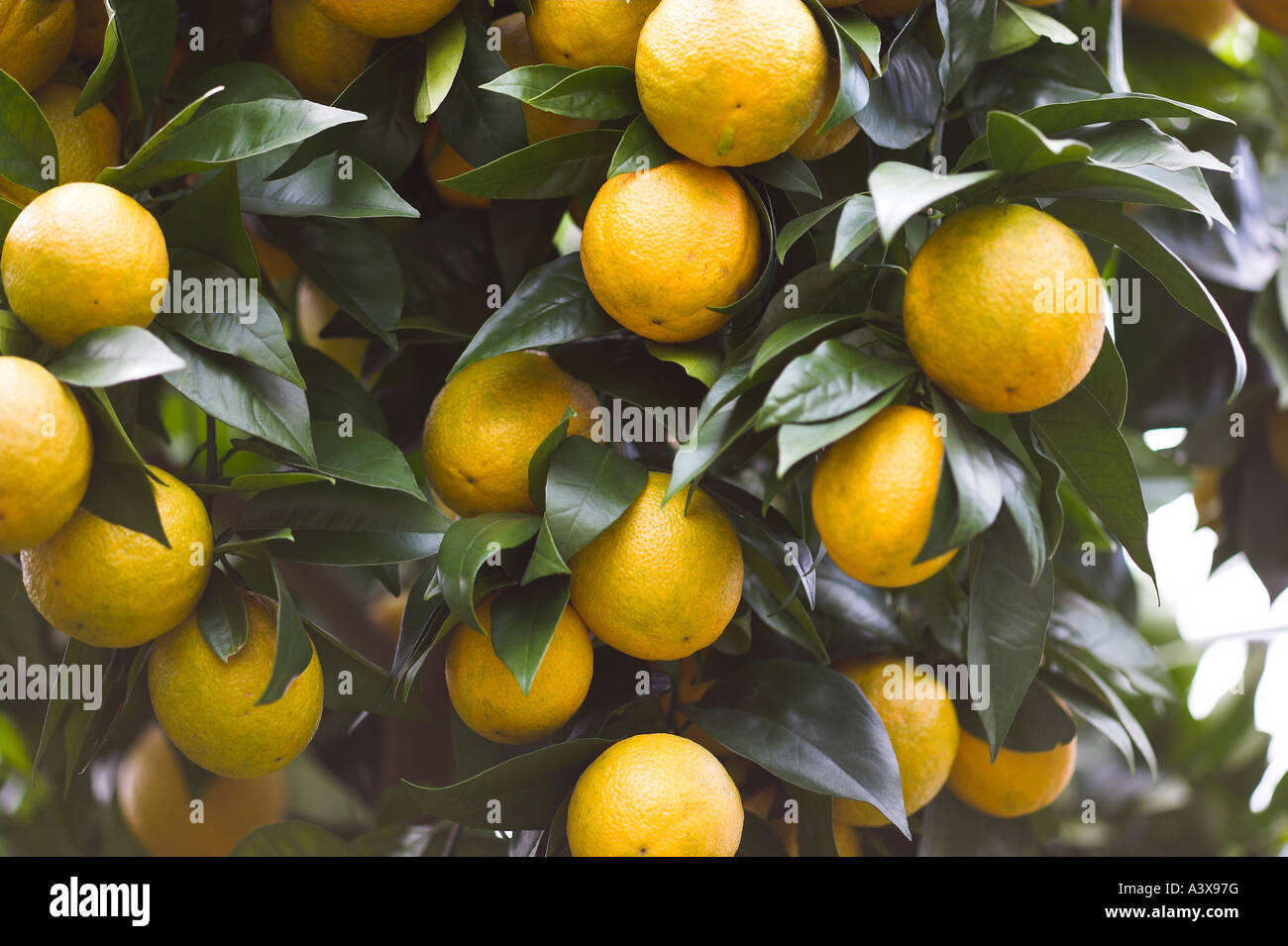 Citrus sinensis Salustiana fruit and leaves Stock Photo - Alamy