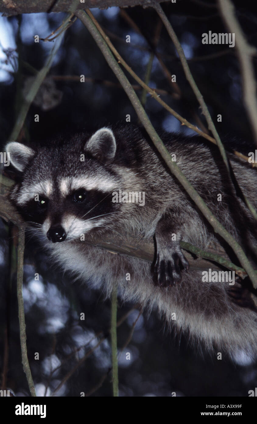 I am cute Stock Photo - Alamy