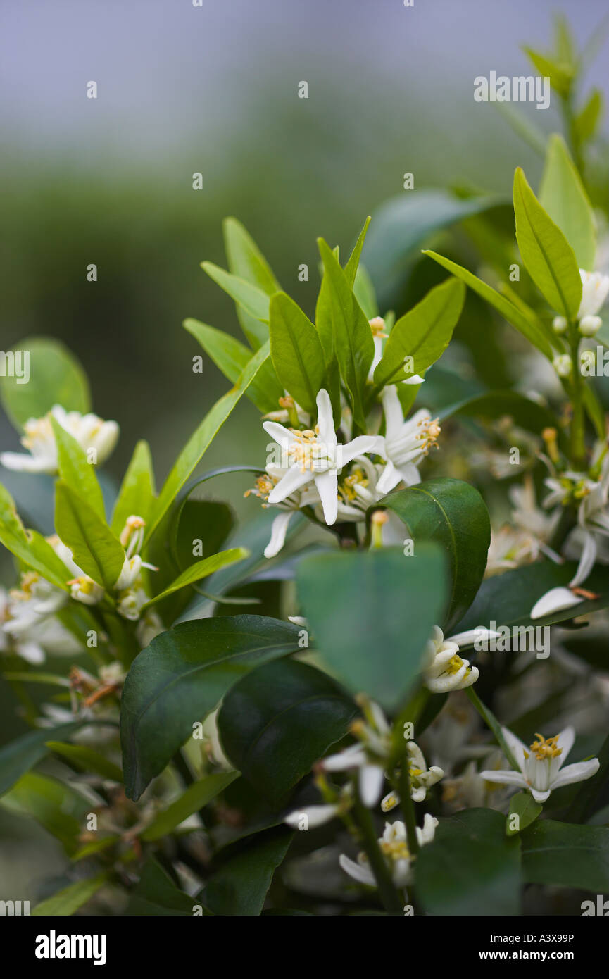 Citrus reticulata Clementine tree in flower Stock Photo - Alamy