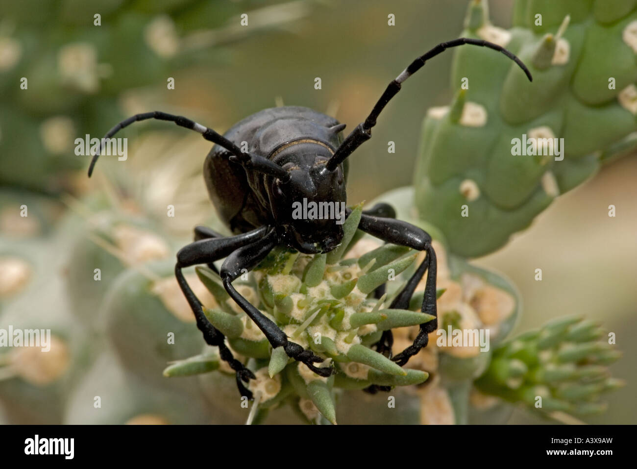 Long horned Cactus Beetle Moneilema gigas Arizona Feeding on cholla ...