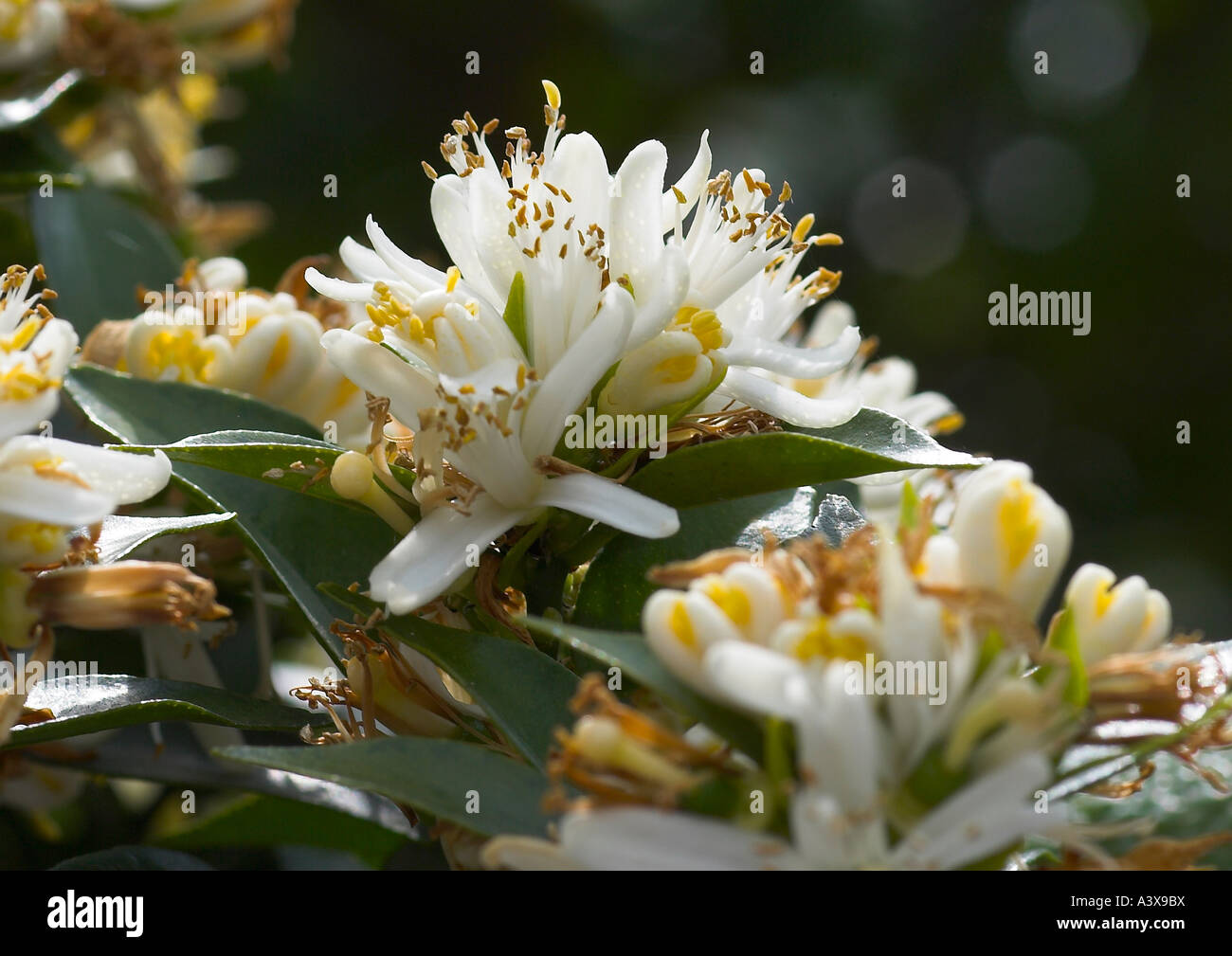 Citrus aurantium Chinotto or Myrtle-Leaf Sour Orange flowers Stock ...