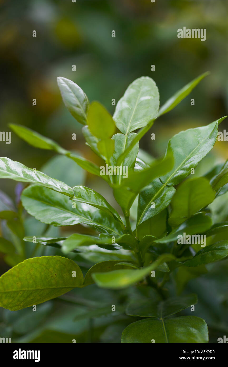 Citrus hystrix Kaffir Lime leaves Stock Photo - Alamy
