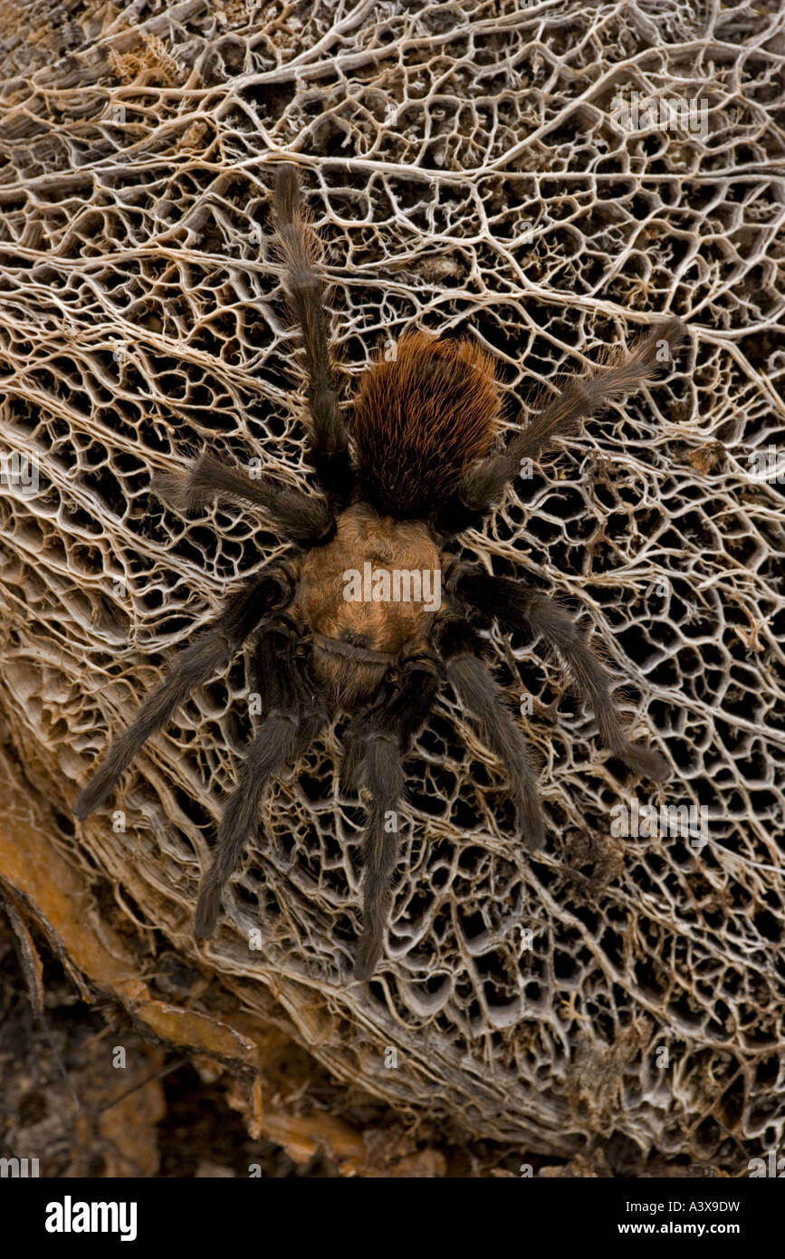 Desert Tarantula Aphonopelma spp Sonoran Desert Arizona USA Stock Photo ...