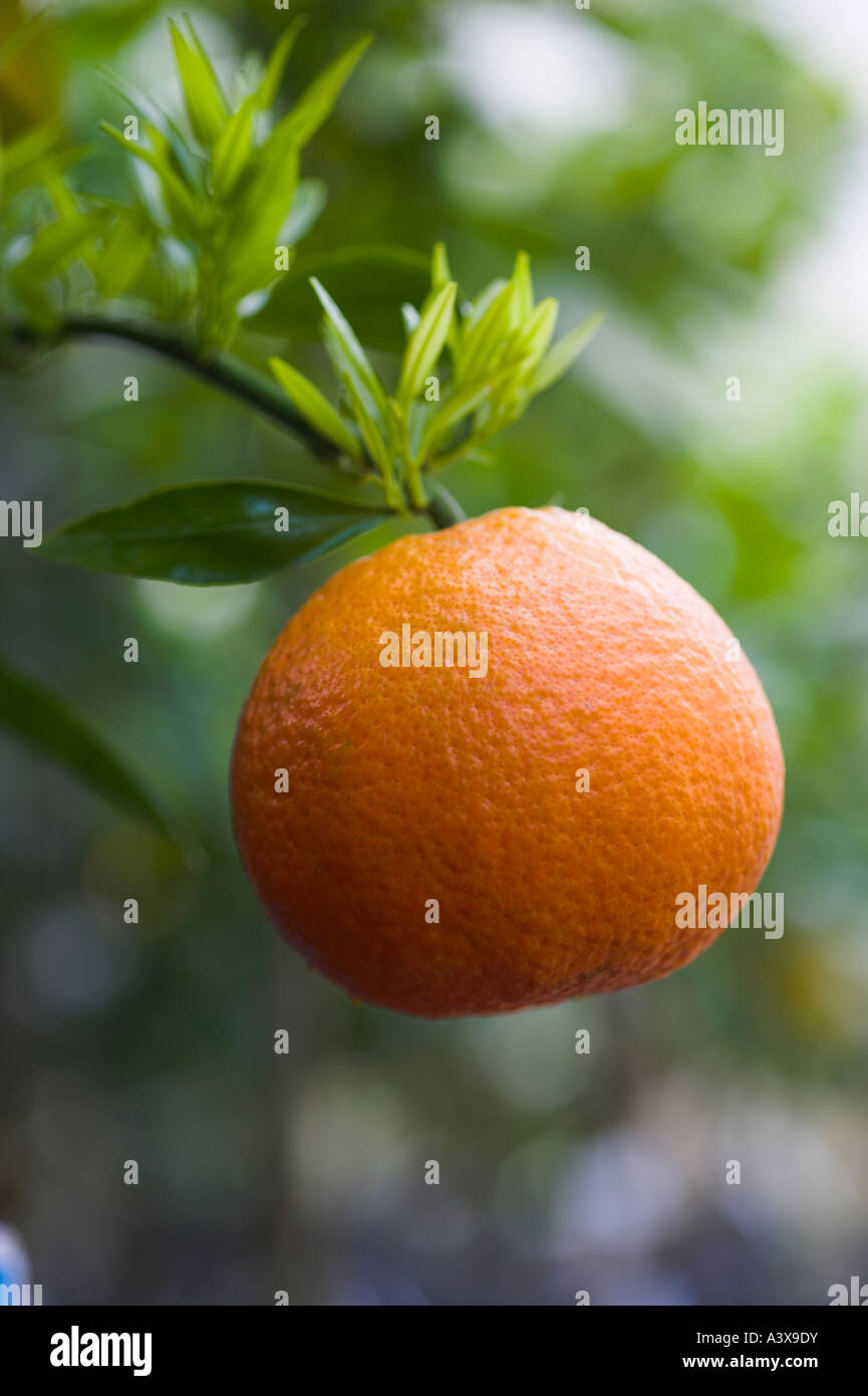 Clementine citrus fruit hi-res stock photography and images - Alamy