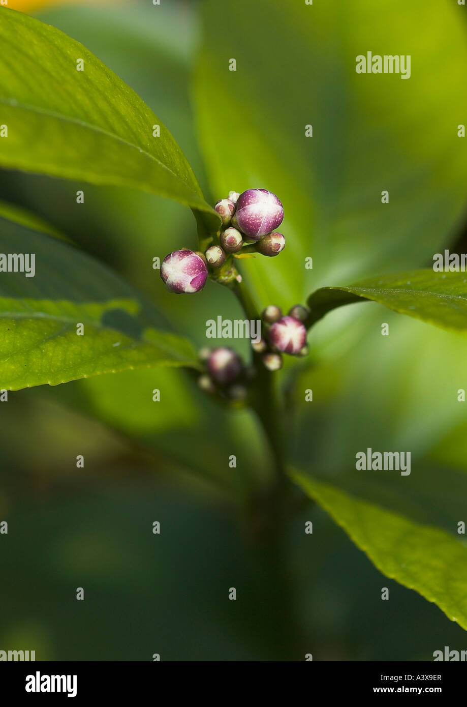 Citrus limon Four seasons lemon flower buds Stock Photo - Alamy