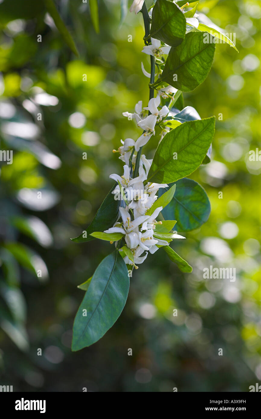 Citrus unshiu Okitsu Satsuma flowering branch Stock Photo - Alamy