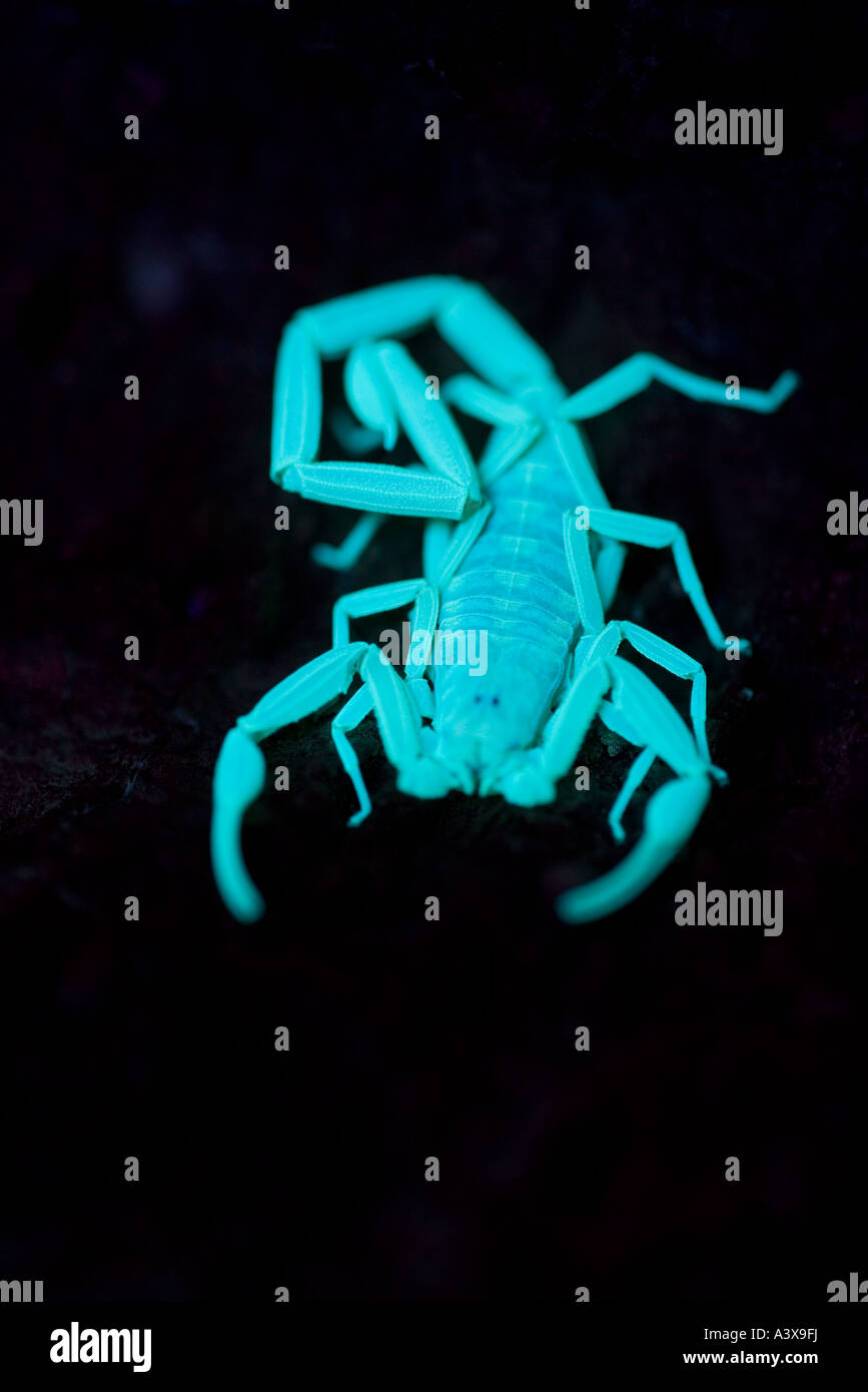 Bark Scorpion Centruroides exilicauda Photographed under UV light ...