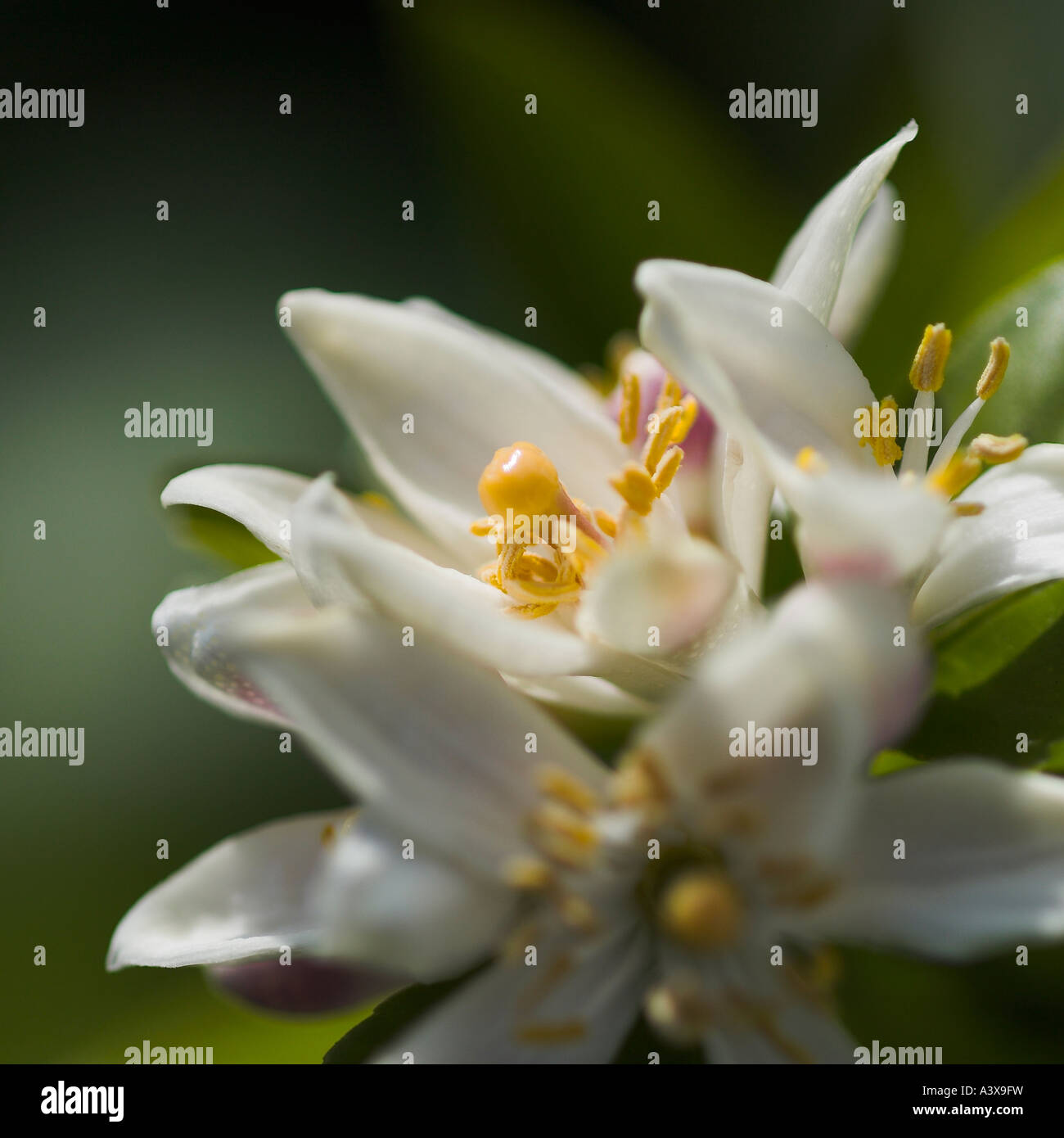 Lemon peel tree flowers hi-res stock photography and images - Alamy