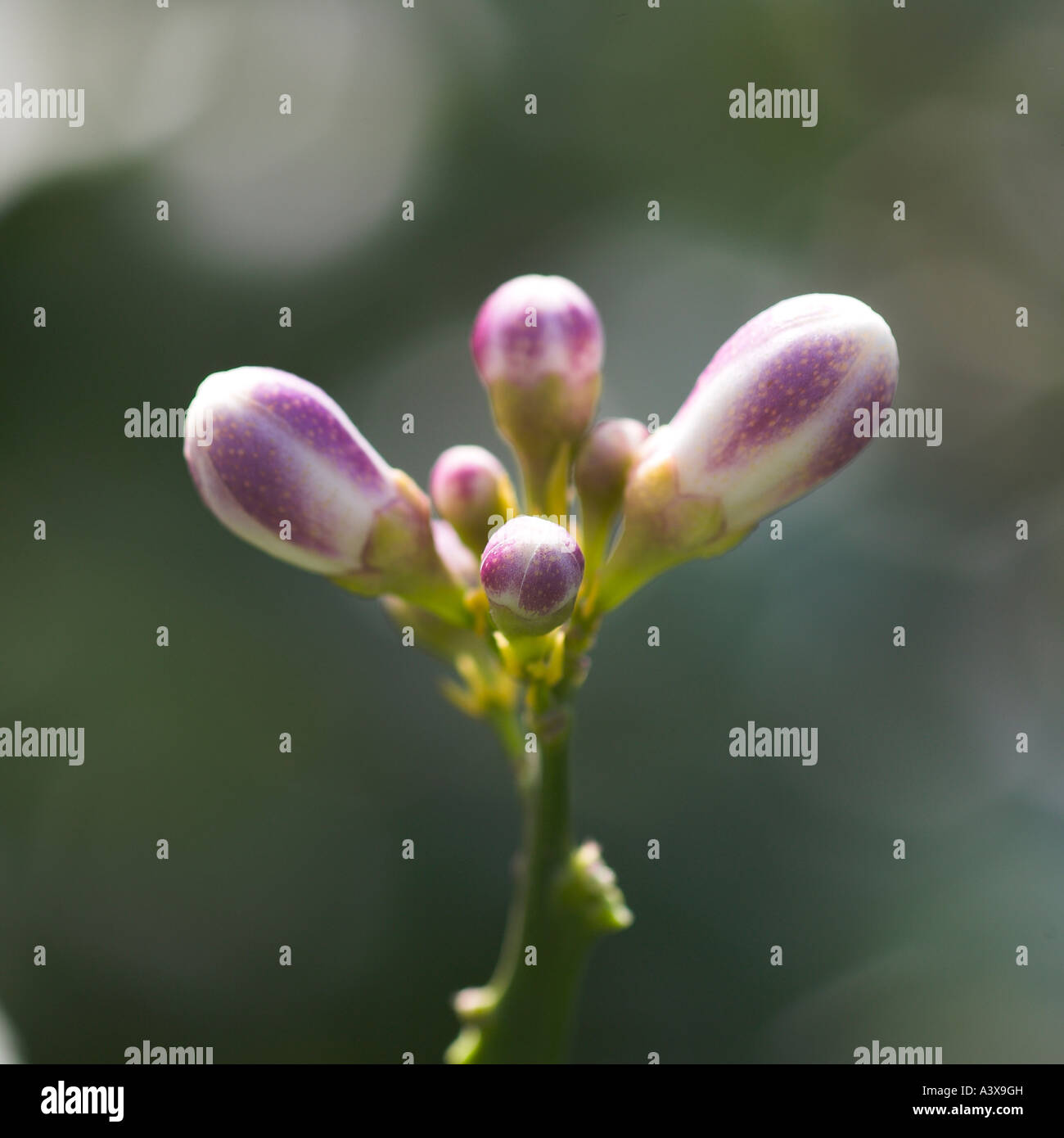 Citrus limon Meyers lemon flower buds Stock Photo - Alamy