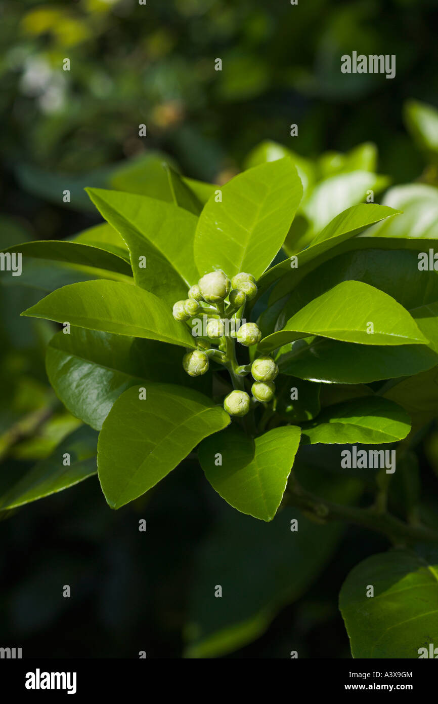 Citrus maxima shaddock hi-res stock photography and images - Alamy