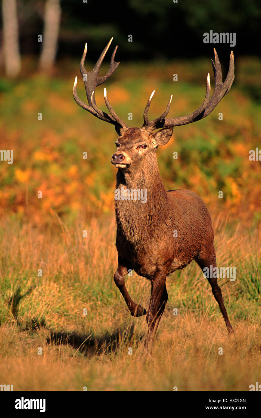 Red deer cervus elaphus deer cervidae even toed ungulate hi-res stock ...