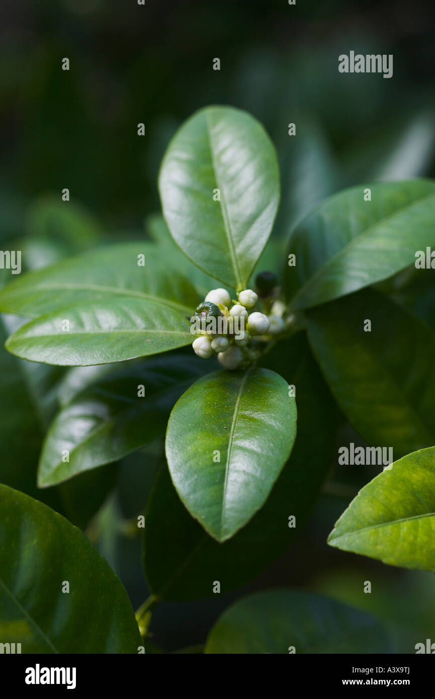 Citrus reticulata Kinokuni mandarin flower buds Stock Photo - Alamy