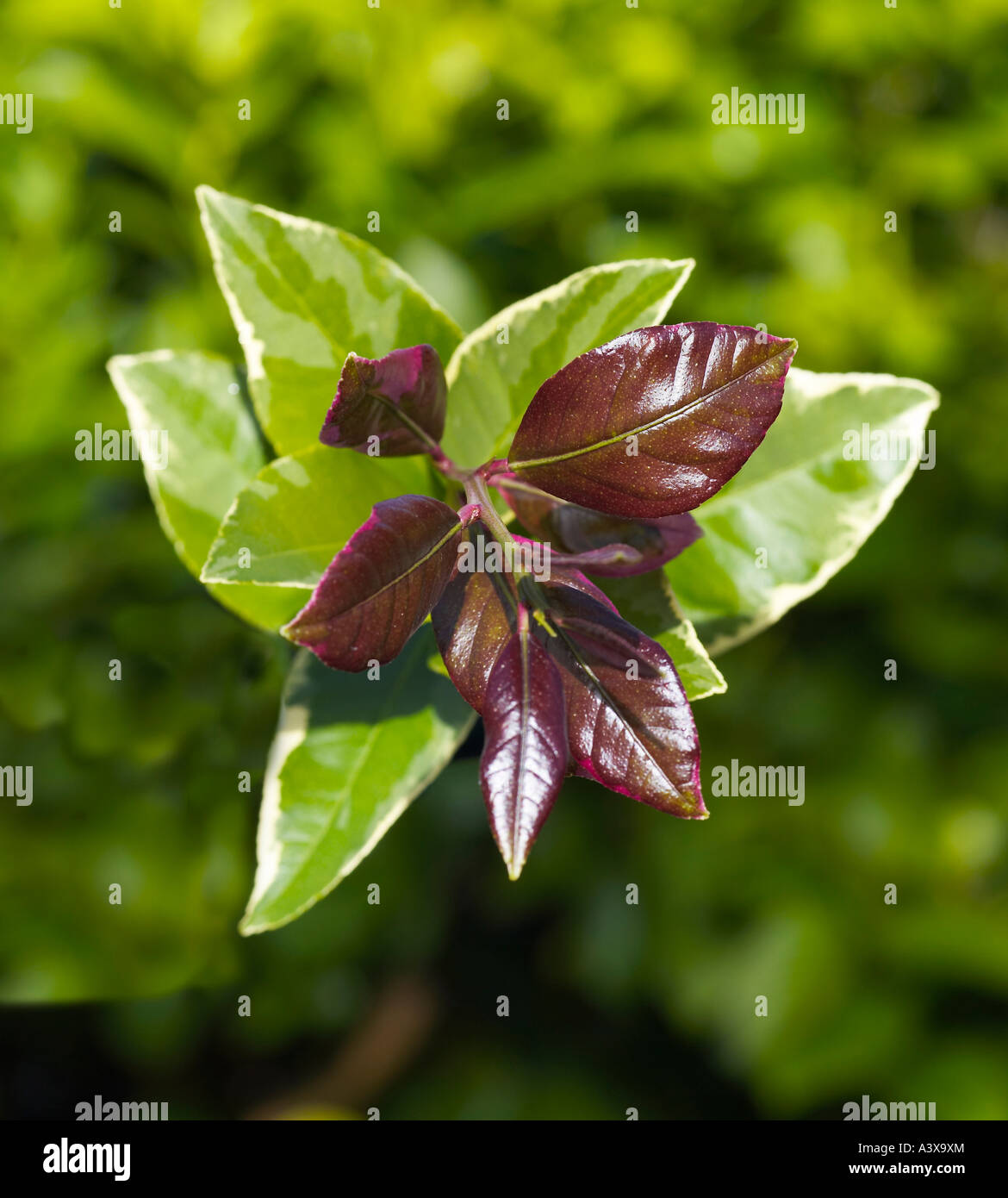 Citrus limon Variegated lemon pink purple new foliage Stock Photo - Alamy