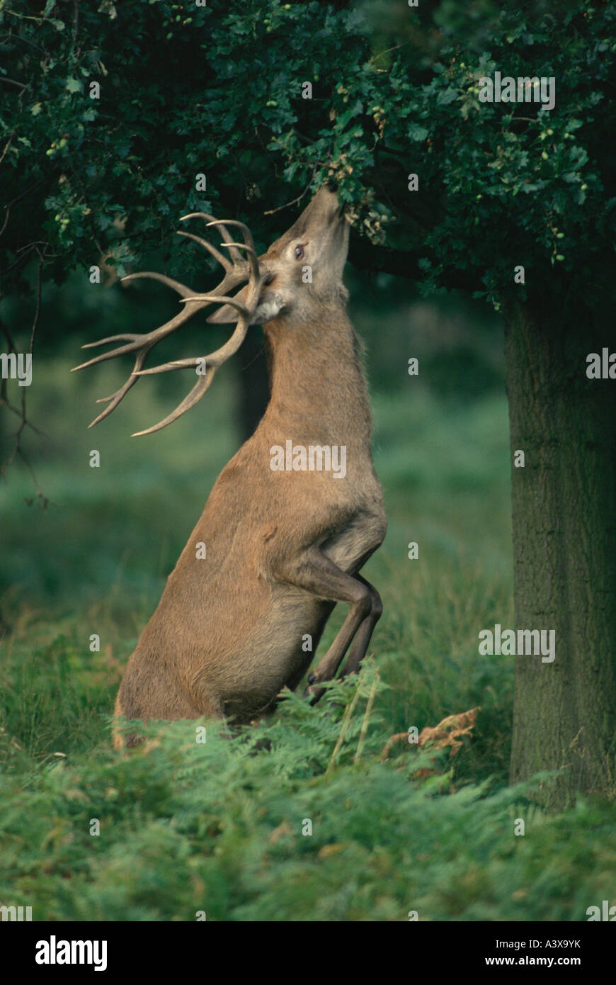 Browsing deer hi-res stock photography and images - Alamy