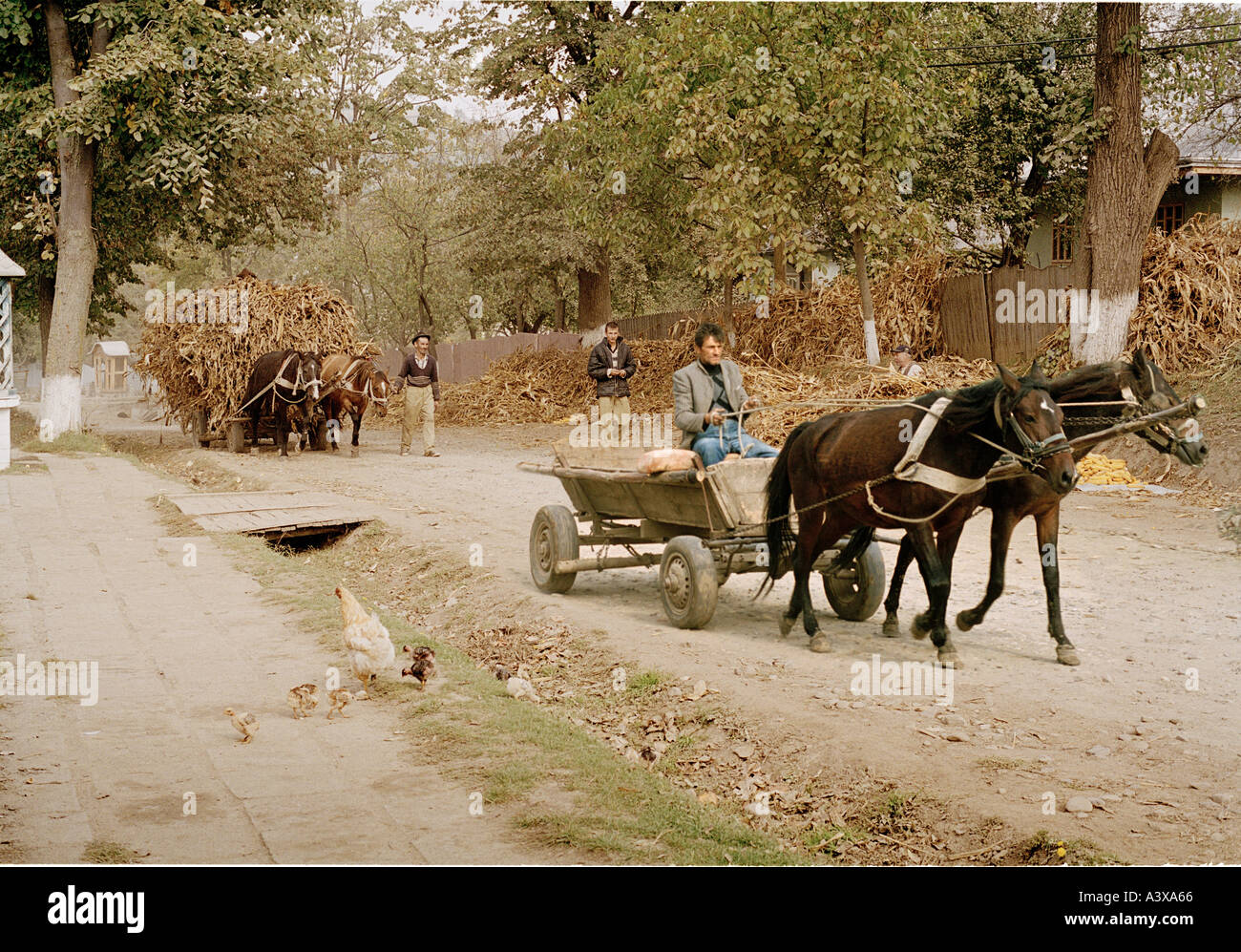 A busy farm road at gura homurului romania. The harvest is being ...