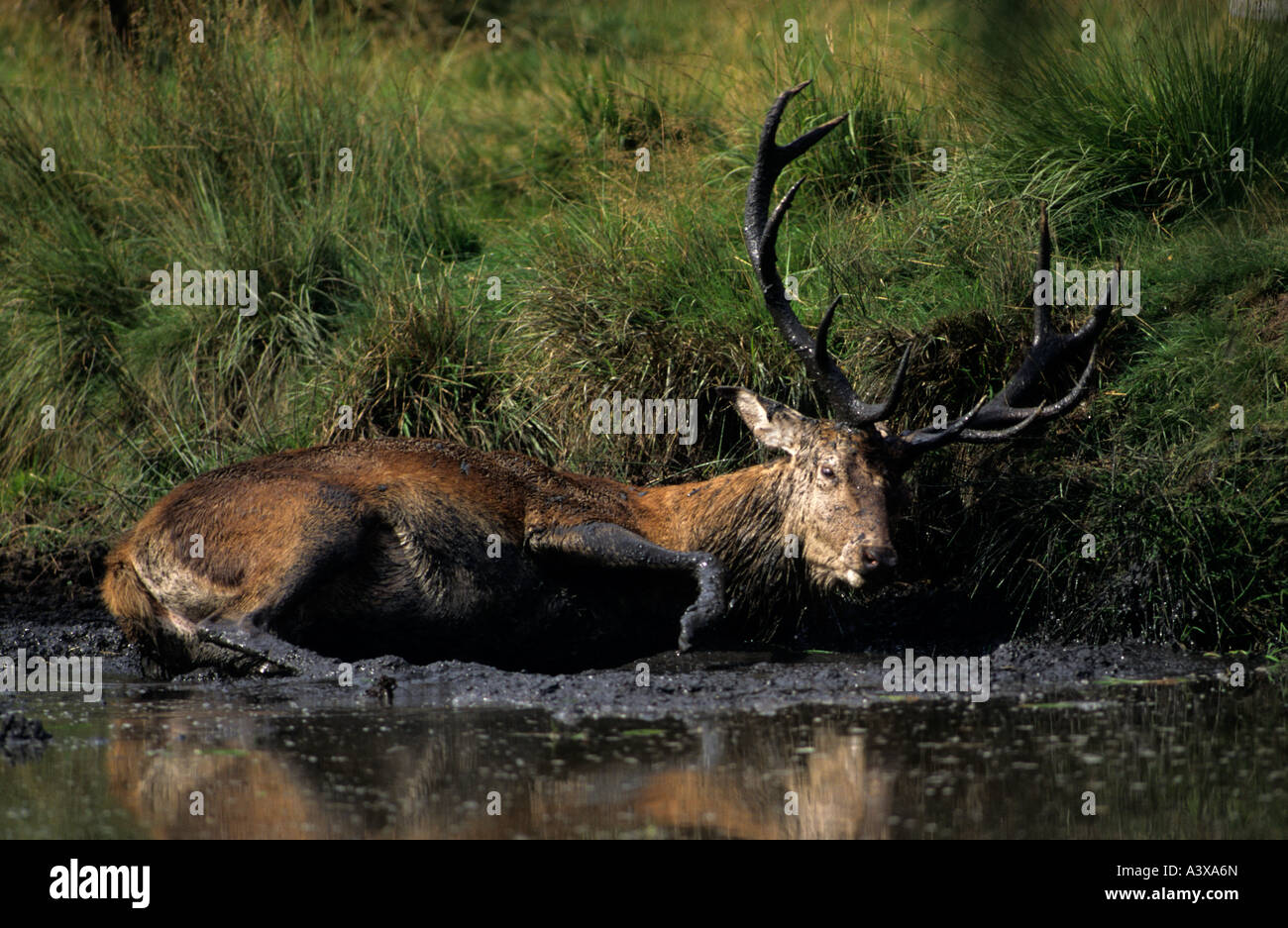 Wallowing stag hi-res stock photography and images - Alamy