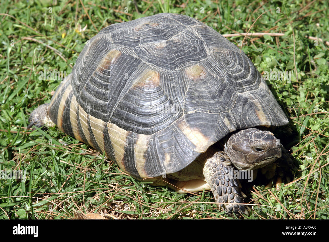 Athens Greece park garden turtle Stock Photo - Alamy