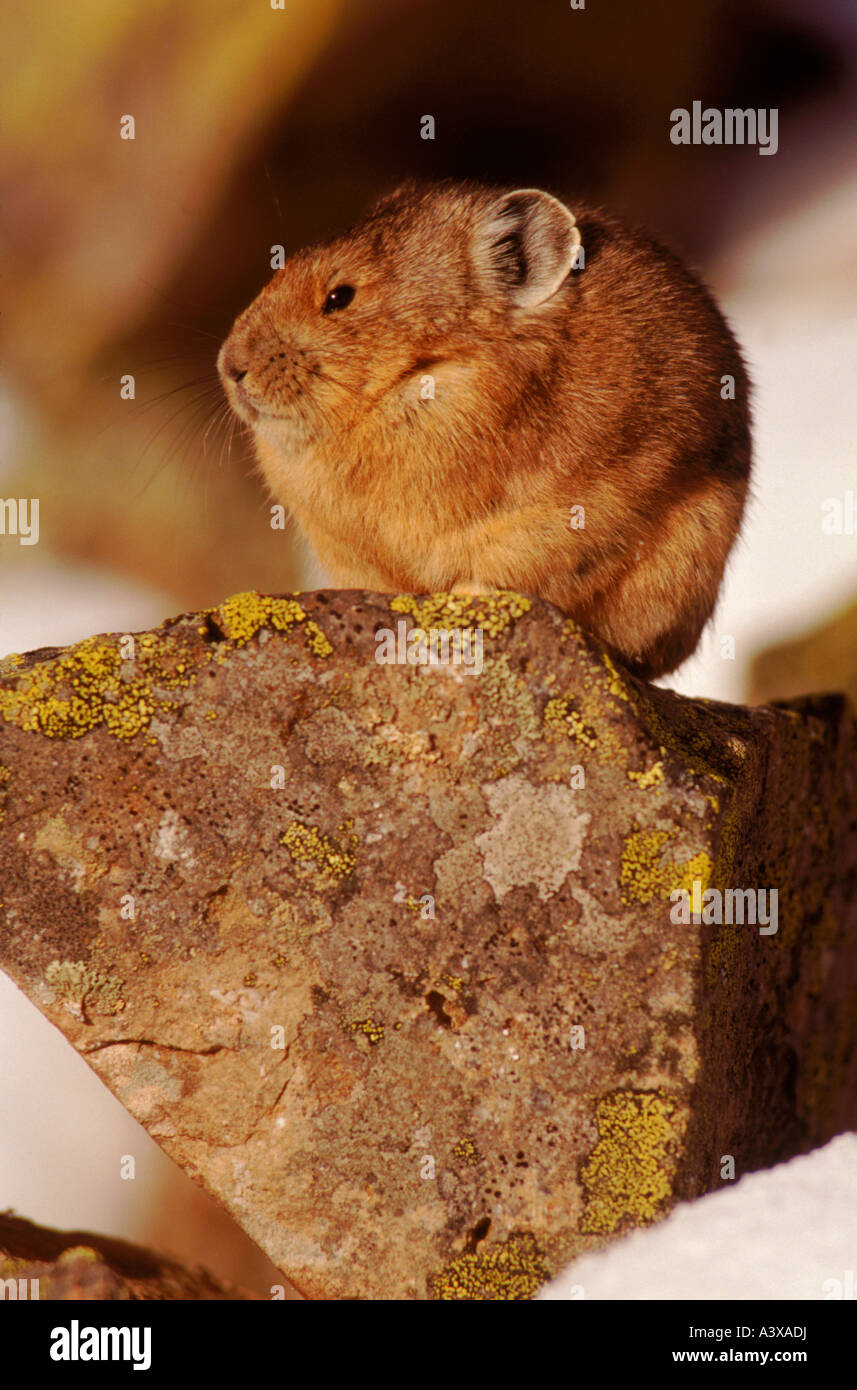Pika Ochotona princeps Colorado Stock Photo - Alamy