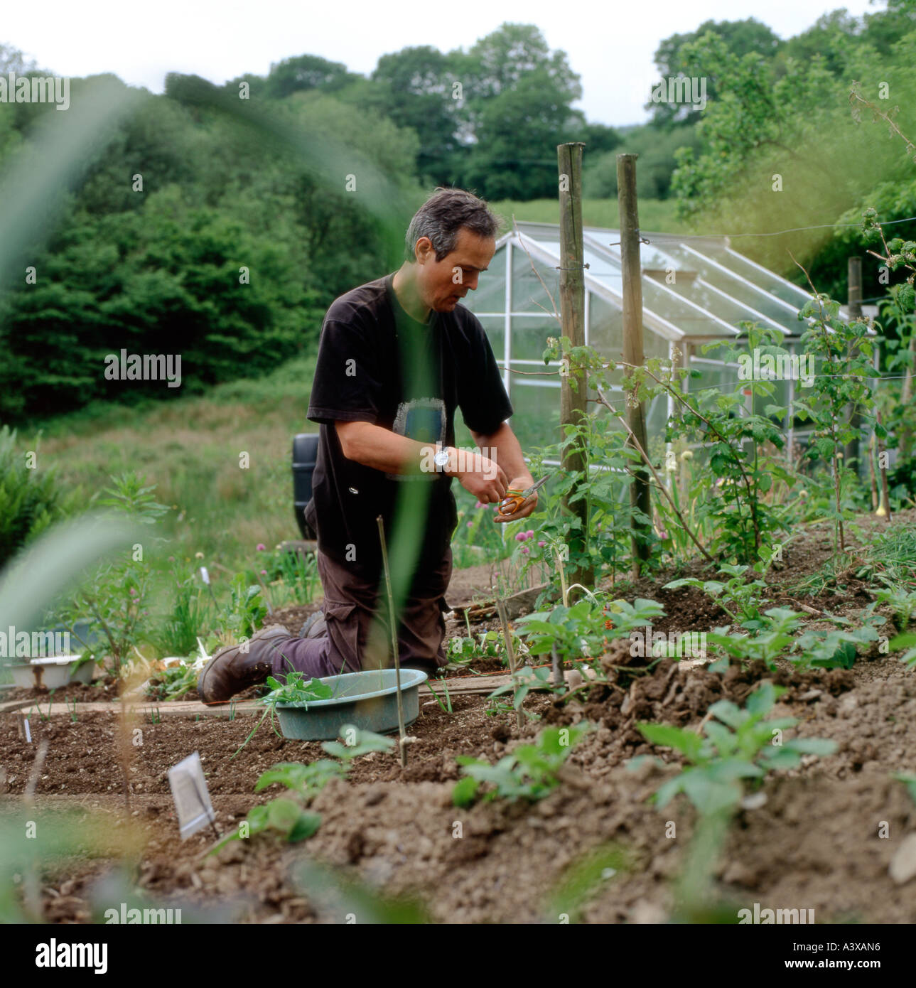 Man working in his garden planting leek seedlings leeks in late spring ...