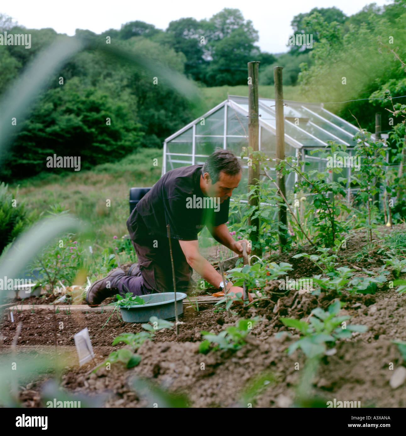 Man sowing seeds by potato plants gardening in veg patch in vegetable ...